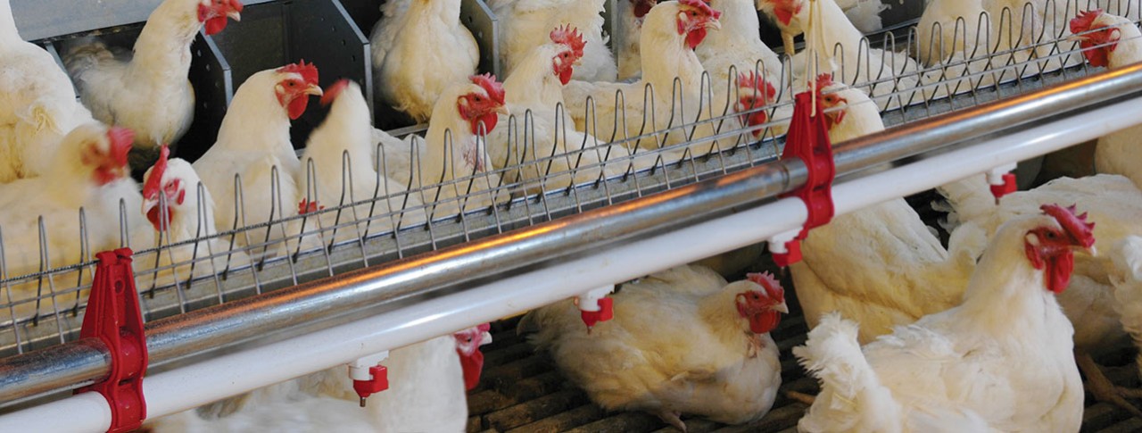 Cumberland Broiler Water Systems • South Country Livestock Equipment